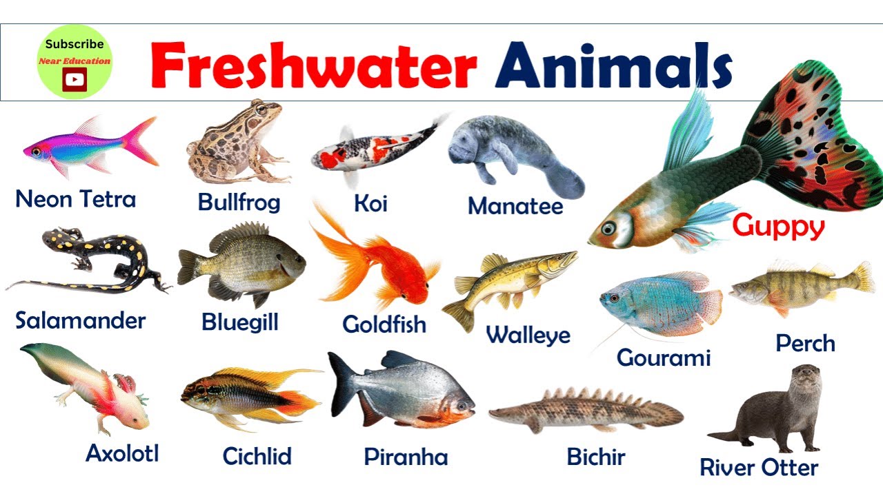 Freshwater Animals Names and pictures in English | famous Sea Animals ...