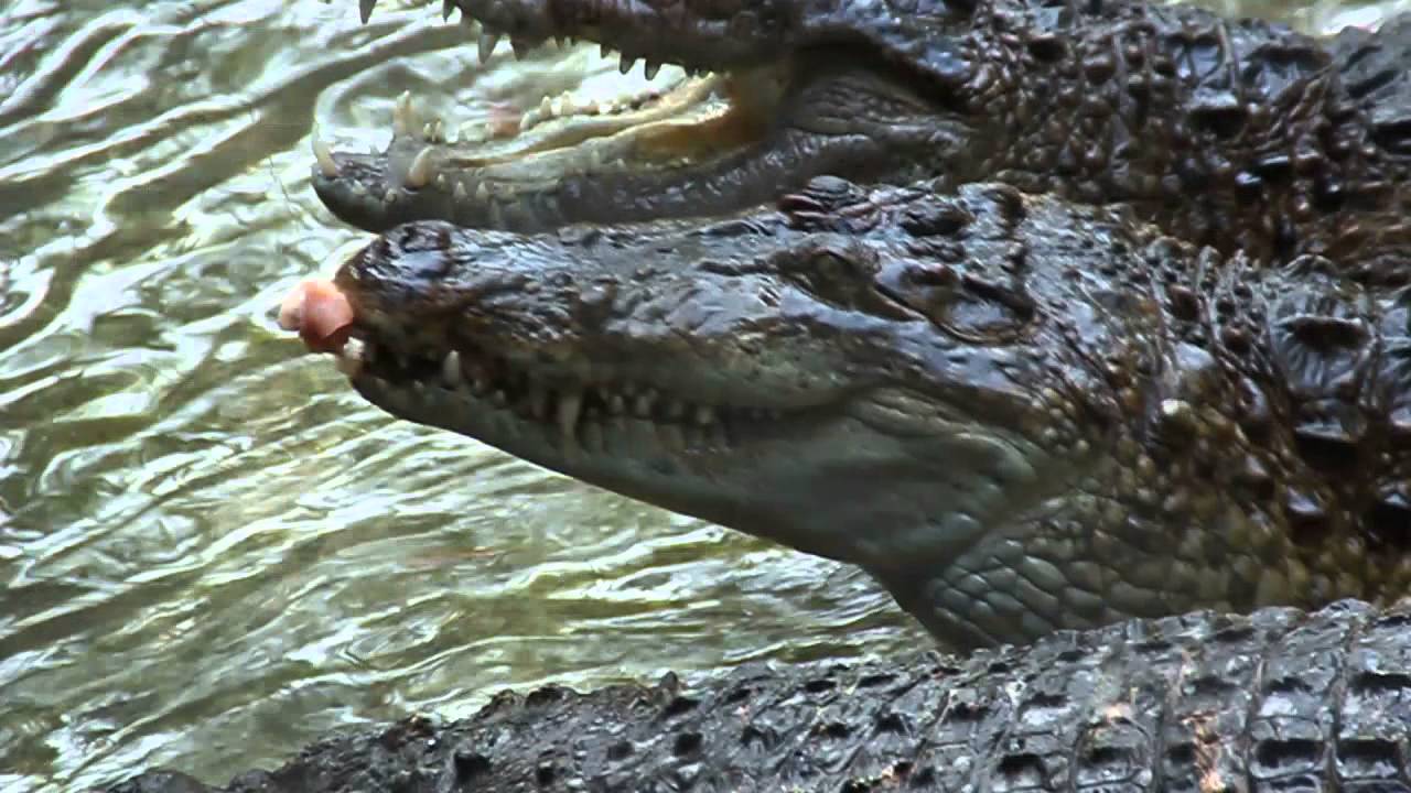 Croco Loco at Zoobic Safari - YouTube