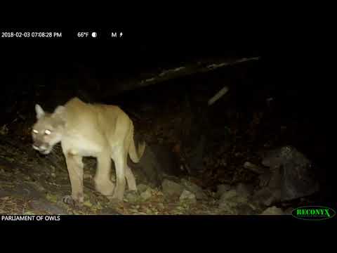 Winter 2018 - Mountain  Lions, Foxes And Bobcats