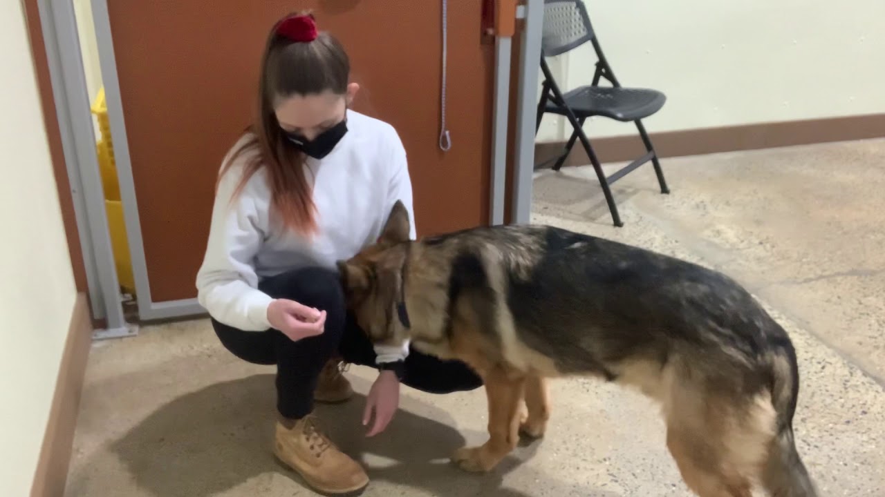 Maria The Dog Trainer & Reggie 12/19/2020 - YouTube