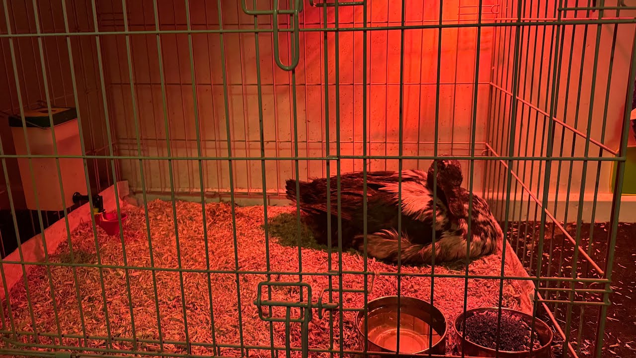 How to treat blood loss, cold and shock in ducks - YouTube