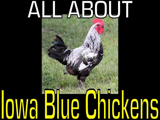 Iowa Blue Pullets