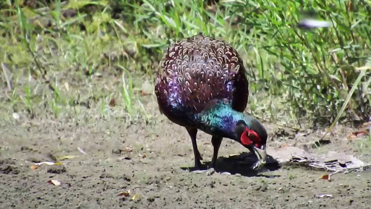 Kayak NJ Plan C Musconetcong & Tilcon Lake Birds and Snappers-082816 ...