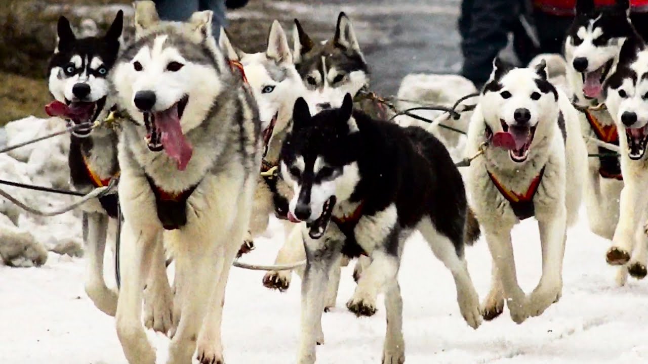 Everybody loves dogs - YouTube