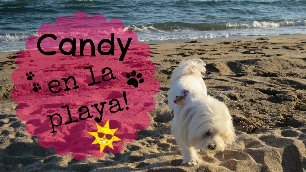 Perro en la playa de Castelldefels, Coton de tulear, Spain - YouTube