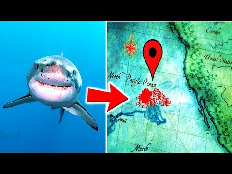Scientists Have Discovered A Secret Great White Shark Cafe In The ...