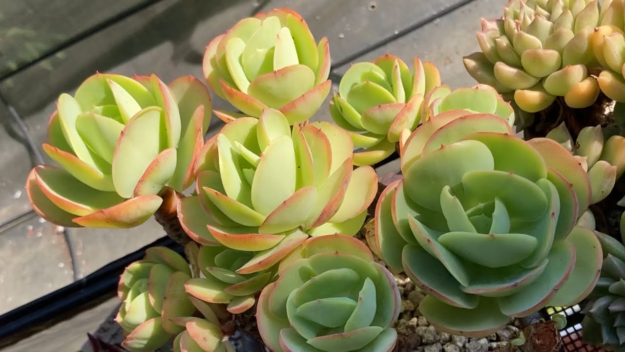 둥근잎비취후리데가 너무 이쁘네요 시들었던 목대를 잘났더니 자구를 어마하게 달았어요 레드다이아몬드도 자구도 달고 물도 들었어요