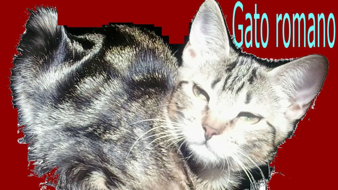Razas de gatos, gato común europeo, gato romano su historia y ...