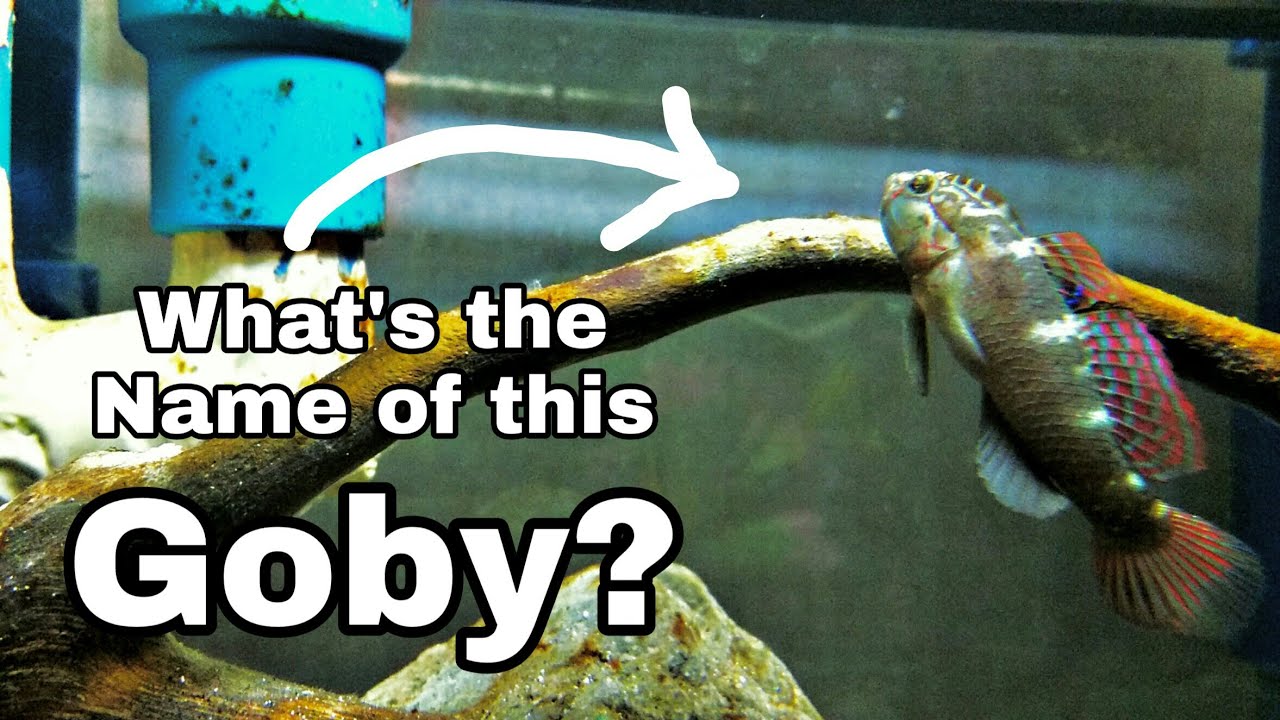 Goby Fish | What's the Name of this Goby? - YouTube