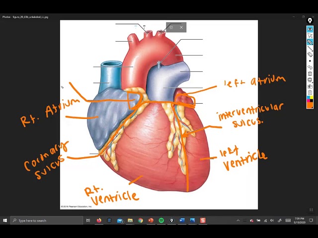 External Heart Anatomy EXTERNAL HEART ANATOMY