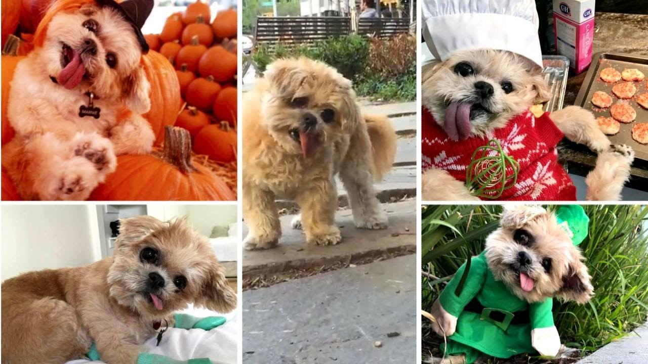 Marnie The Dog Marnie The Dog Trivia, Family, Bio | Famous Birthdays