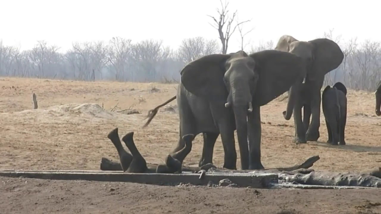 Rescuing Elephants in Irrigation Water Channels - YouTube