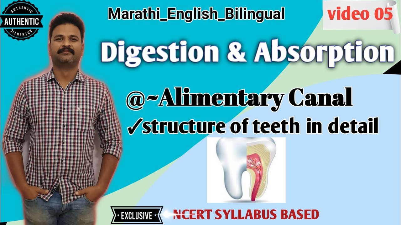 Digestion and Absorption_Structure of human teeth_NCERT/CHAPTER 16 ...