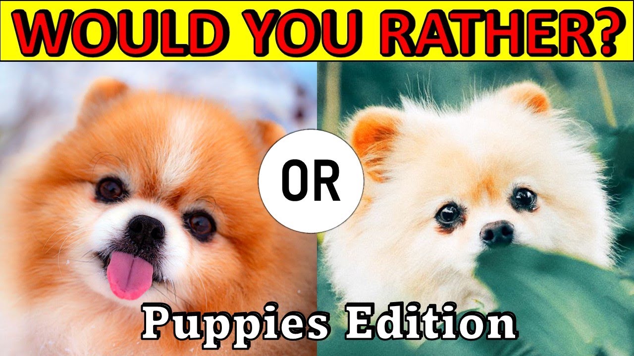 Would you rather? [#15] | Puppy edition | Choose this cute dog or that ...