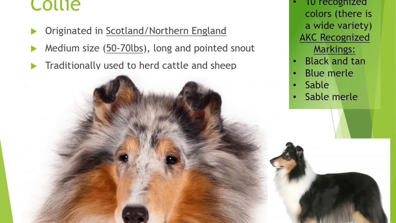 FFA- Dog Breeds Identification Video - YouTube