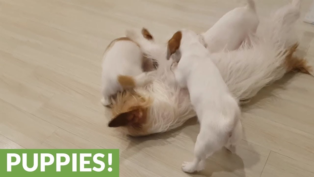 Jack Russell father meets his puppies for the first time - YouTube