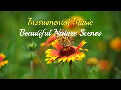Beautiful Nature Scenes with Calming Sounds 🍀 Relaxing Music 🍀 Help to ...