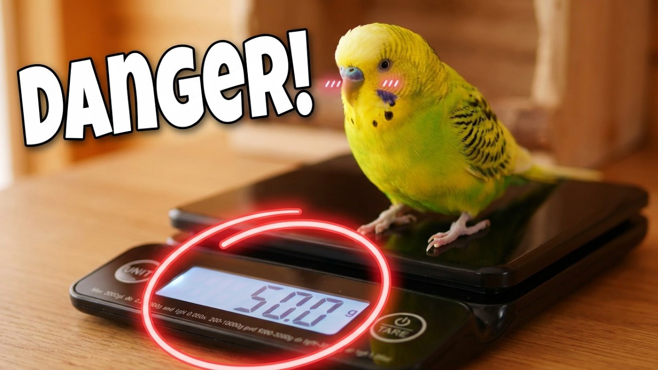 Don’t Ignore These Signs of Budgie Weight Problems! ⚖️ ️ - YouTube