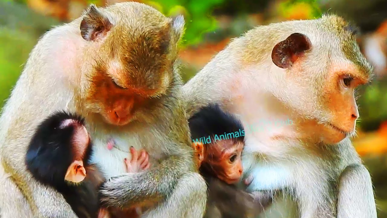 CONGRATS! NANDA AND VIOLA MONKEY JUST GIVES A NEW BORN BABIES BIRTH, LOOK SO CUTE & LOVELY ...
