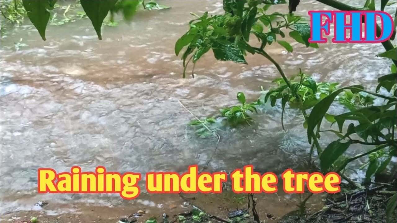 Raining view, Raining under the tree. Relaxing. FHD - YouTube