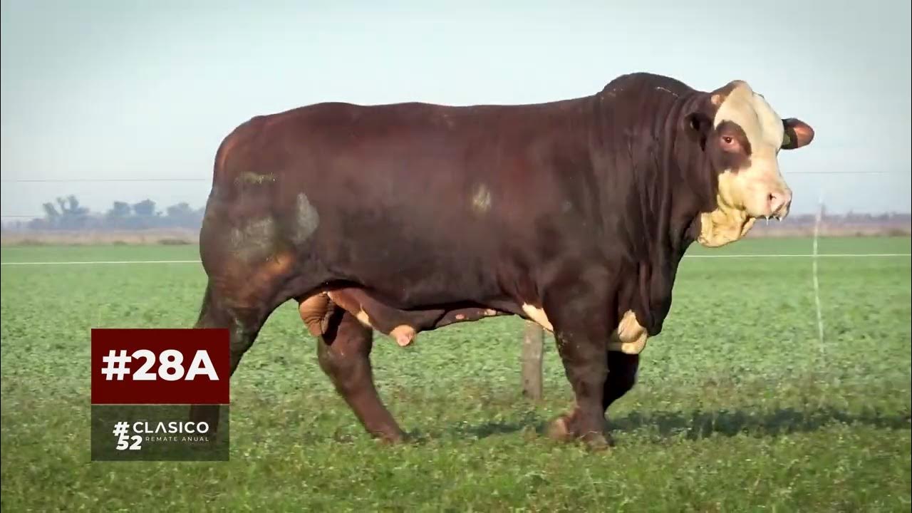 Lote 28A • WERNER T/E 29 ESPERADO T14 KENNEDY • #52 CLÁSICO REMATE ...