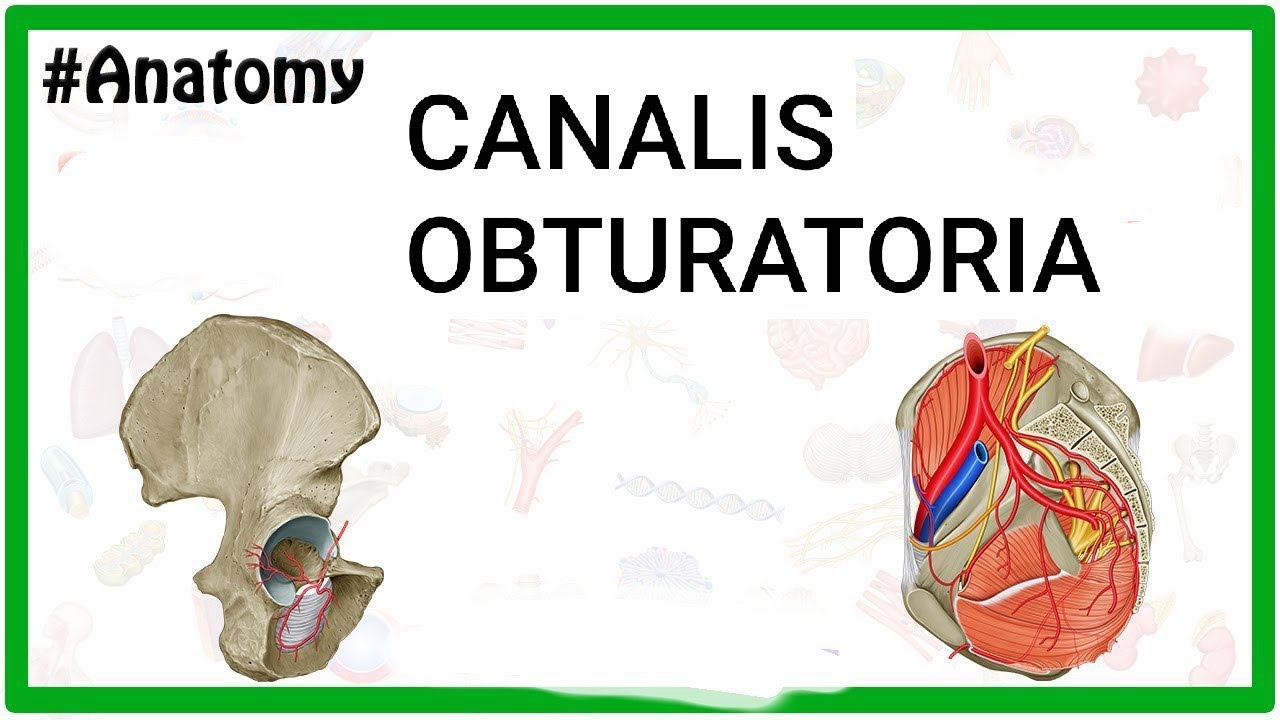 CANALIS OBTURATORIA- OBTURATOR KANALI - YouTube
