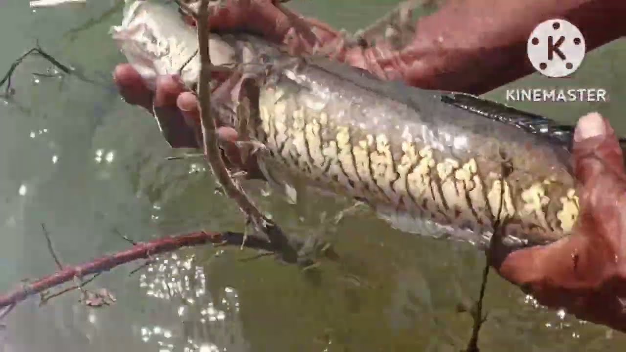 How to catch sneakhead fish||sneak head fish catching||murrel fishing ...