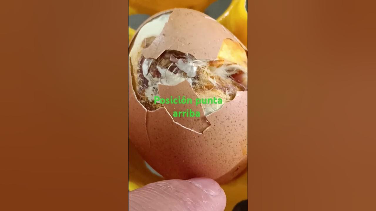 #incubación Como diferenciar el picaje de los pollitos en el cascarón y sus posibles causas ...