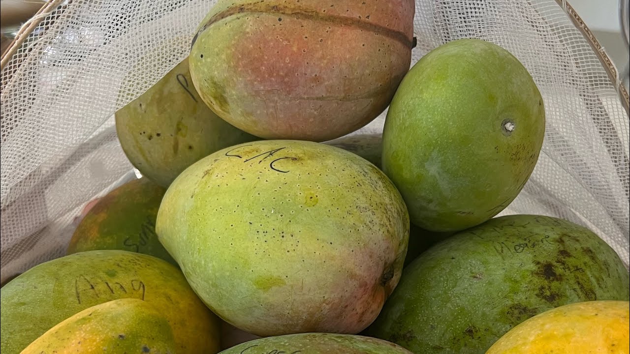 Venus Mango Tasting - YouTube