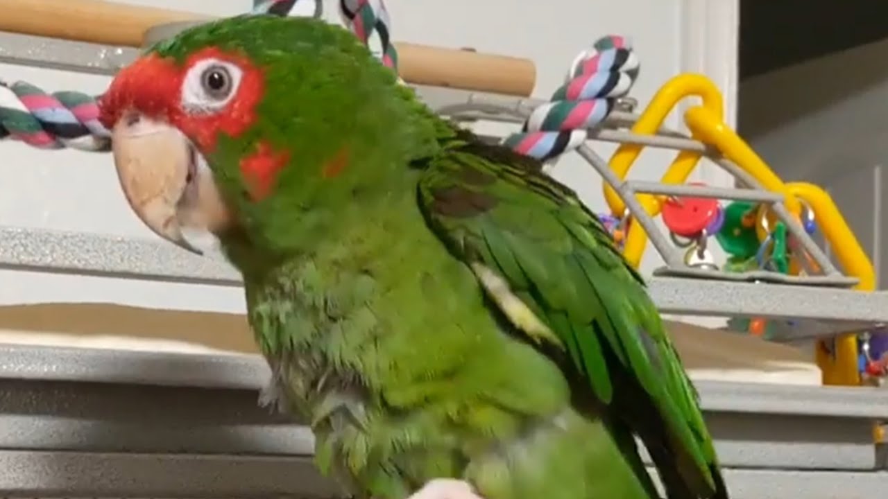 Mitred Conure Talking | Conure Sounds | Mitred Parakeet Parrot - YouTube
