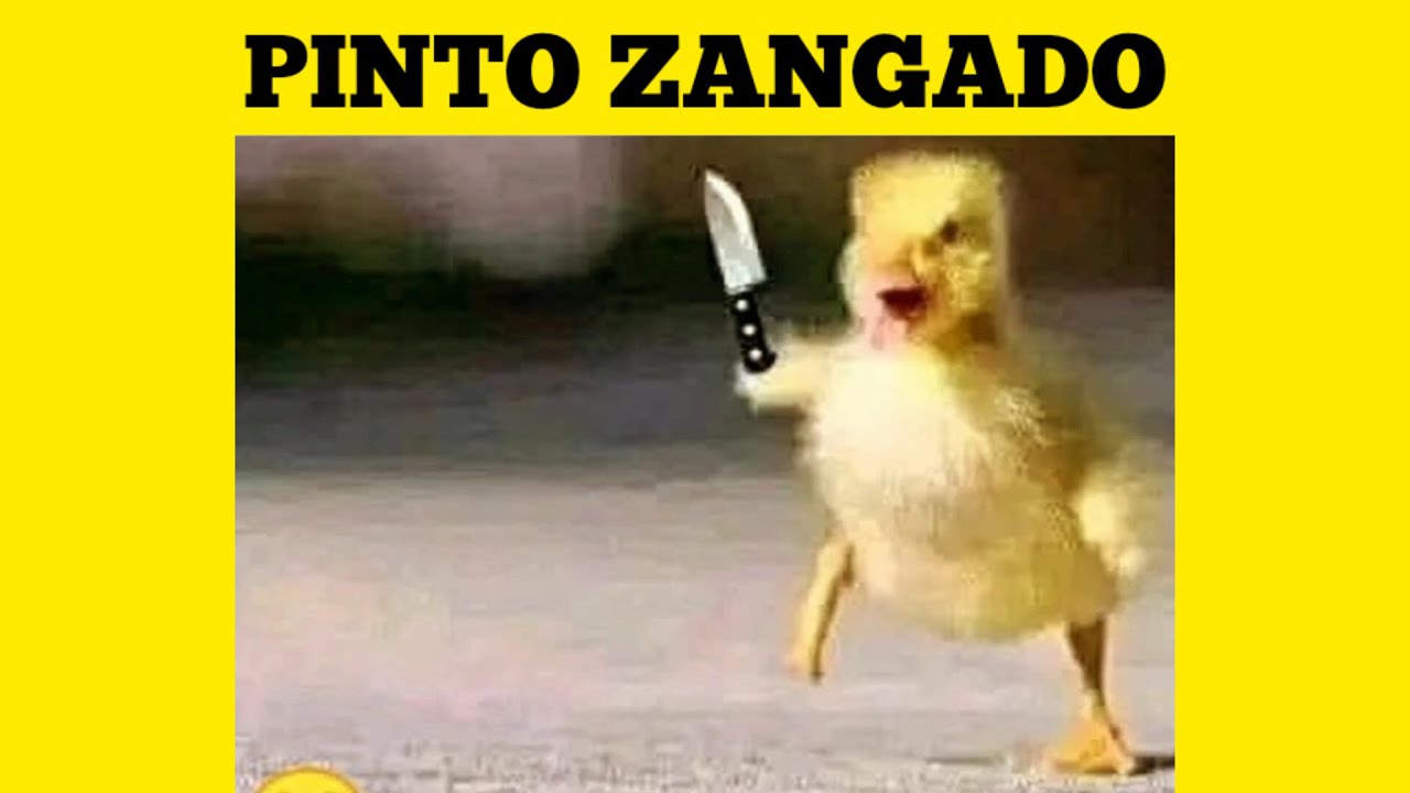 MELHORES MEMES EM IMAGENS - PINTO ZANGADO - YouTube