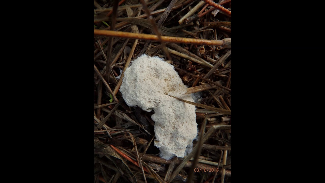 Mucilago crustacea is a form of slime mould, in the monotypic genus ...