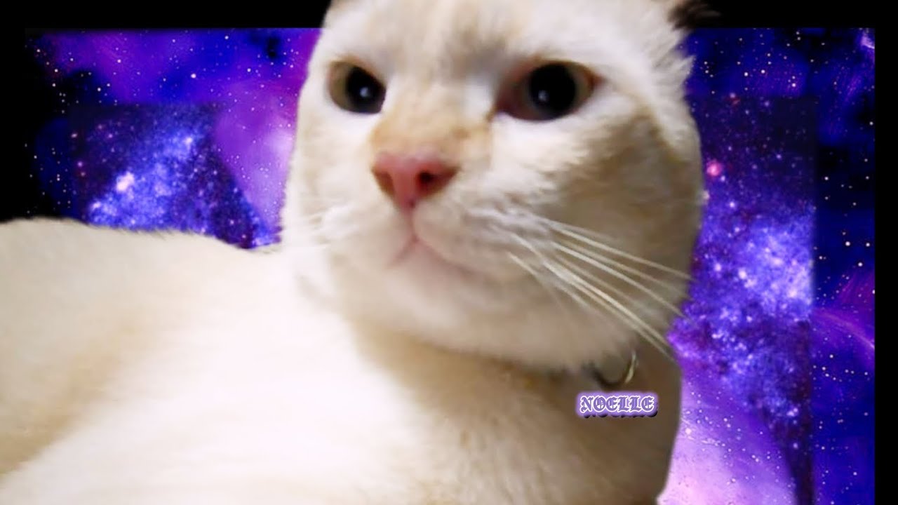 คงทน Noelle - YouTube