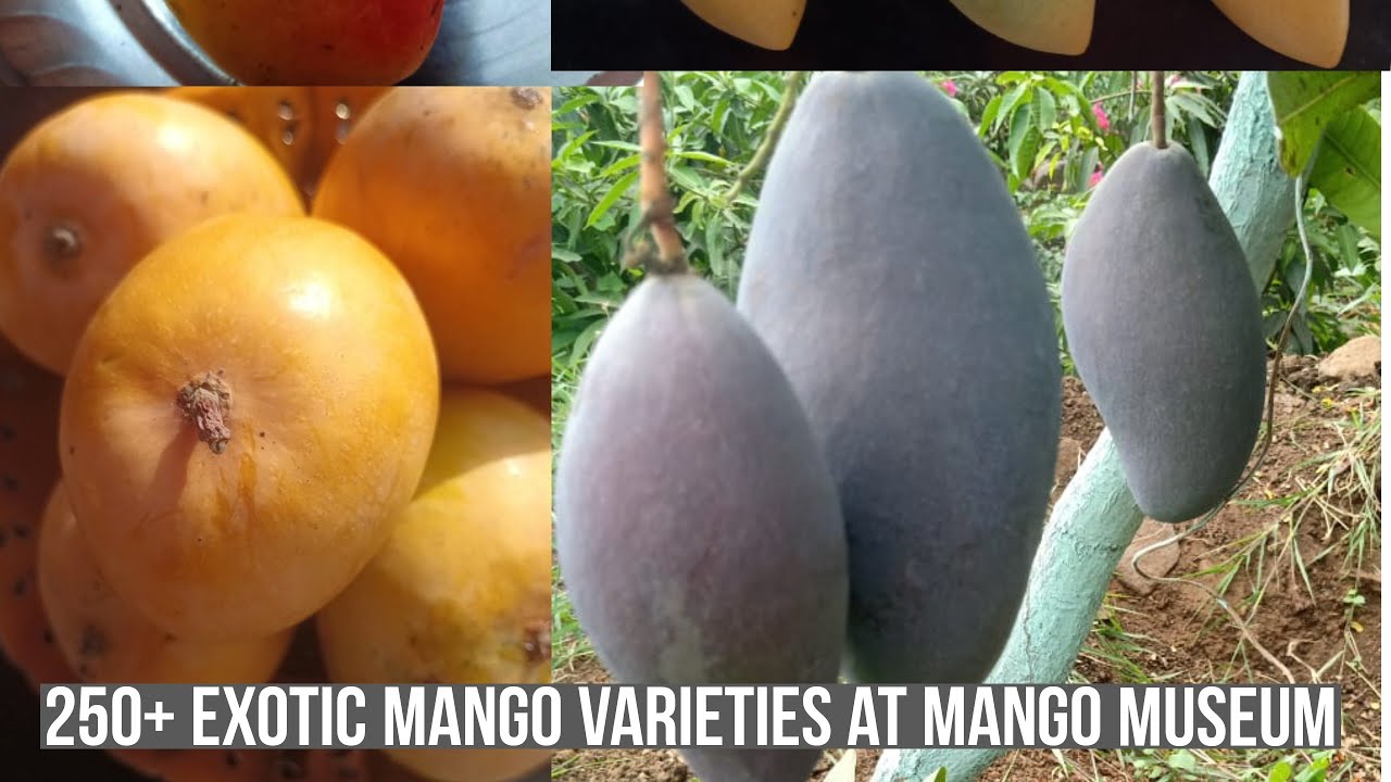 Mango museum at Anil farms Sasan Gir! - YouTube