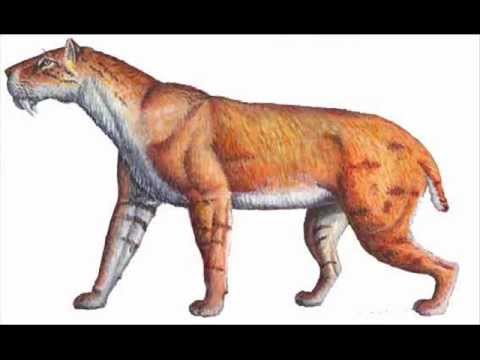 Homotherium - YouTube
