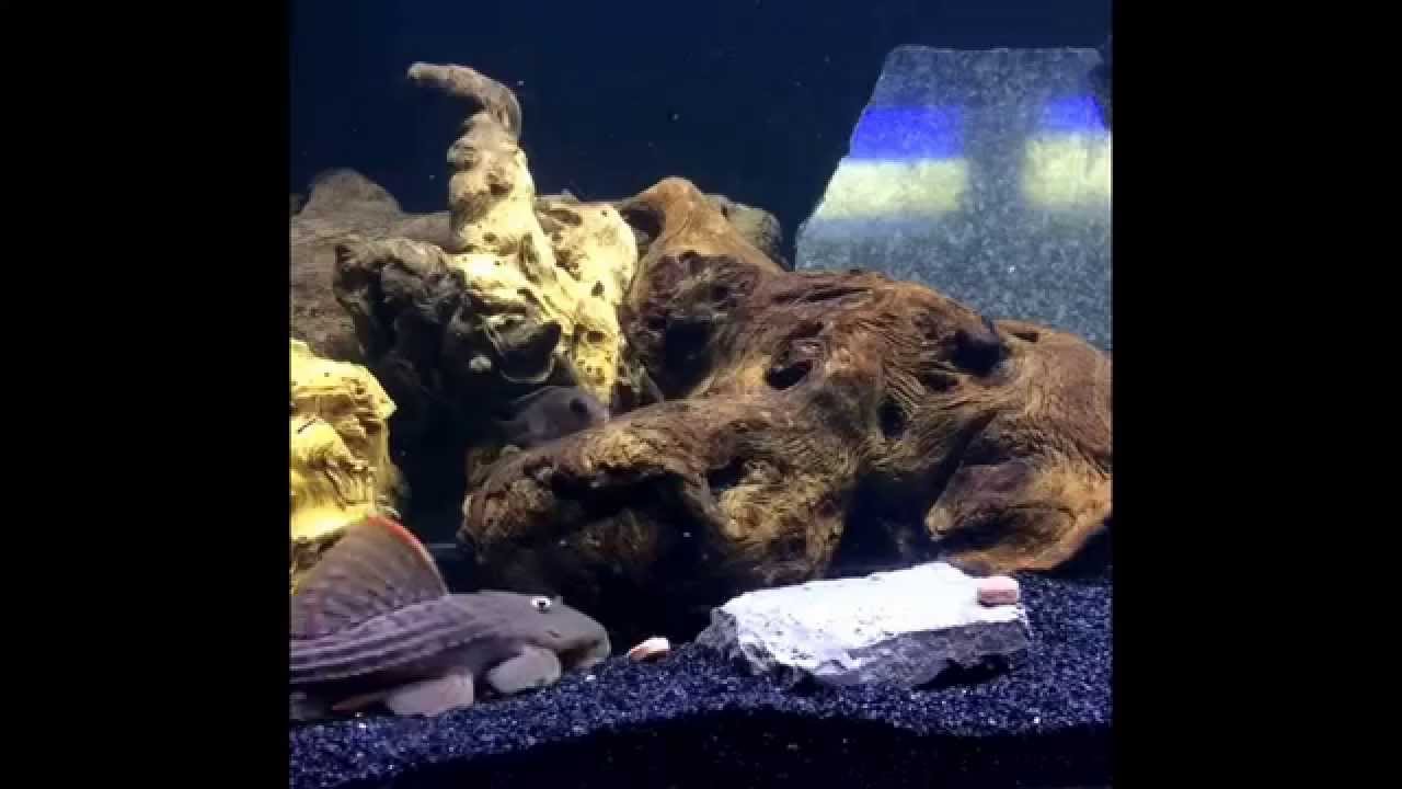 L24 Redfin cactus pleco feeding daytime - YouTube