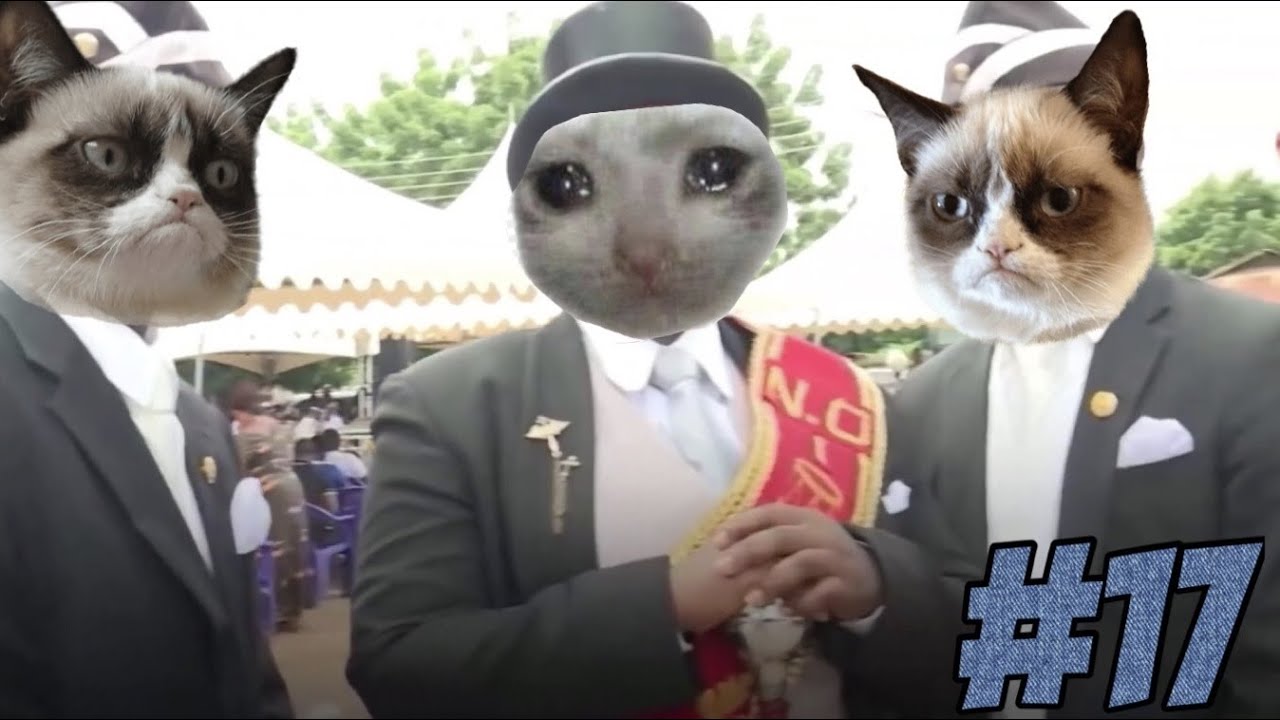 Dancing Funeral Coffin Meme - CATS VERSION #17 - YouTube