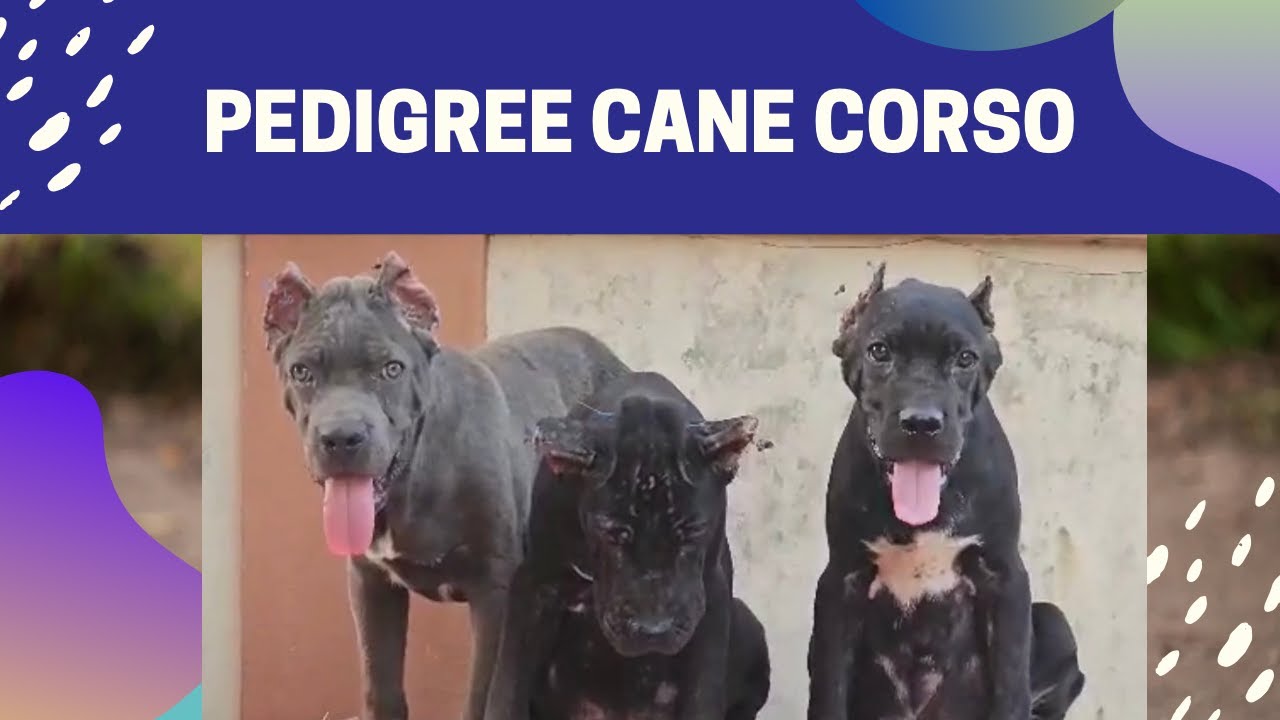 5 months Pedigree cane Corso puppies are available in both sex. They ...