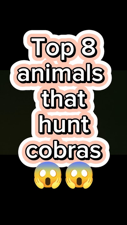 Animals which hunt cobras😱😱 #top #shorts #scroll #viral #trending - YouTube