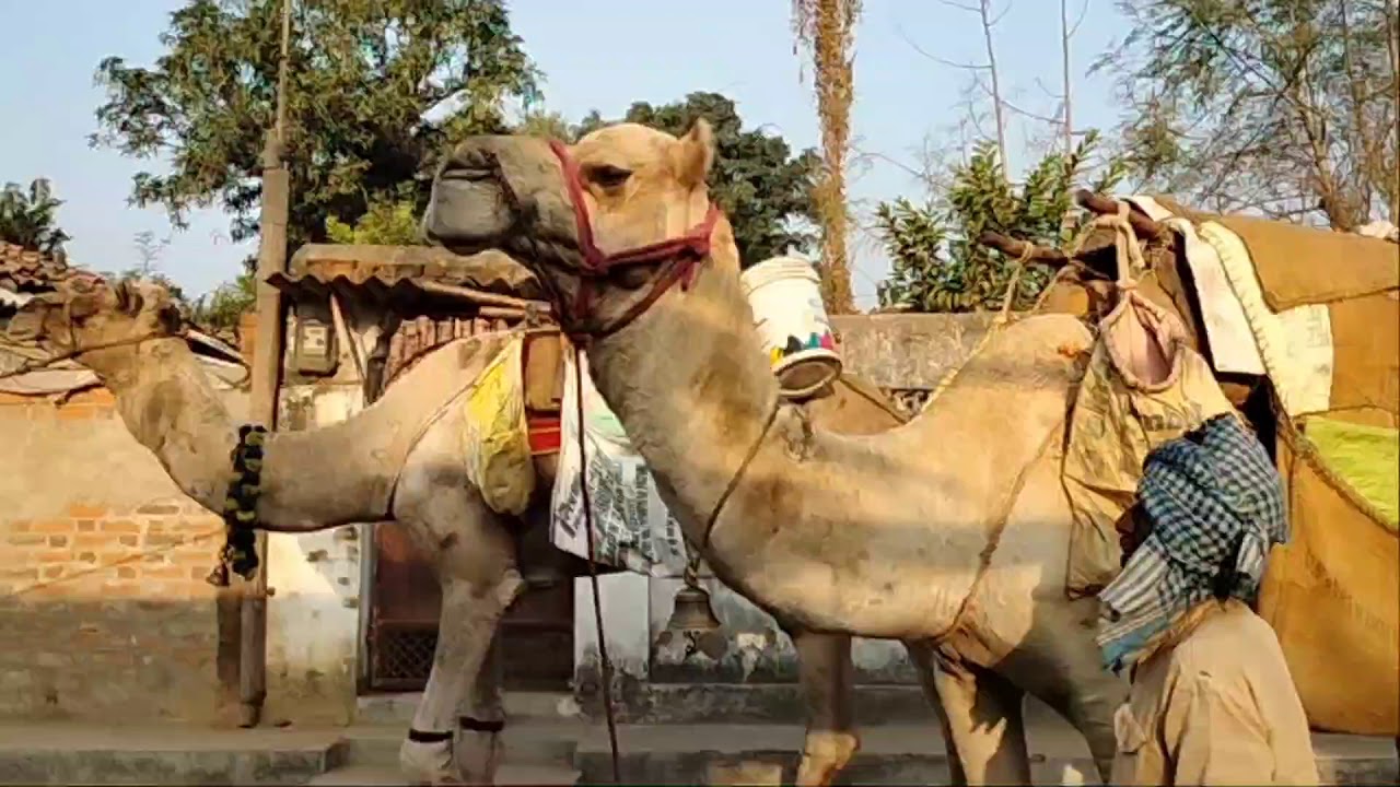 TAMNAR RAIGARH - YouTube