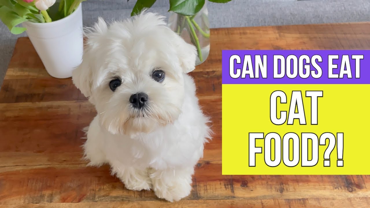 PUPPY EATS CAT FOOD IS IT SAFE YouTube puppy-eats-cat-food-is-it-safe-youtube