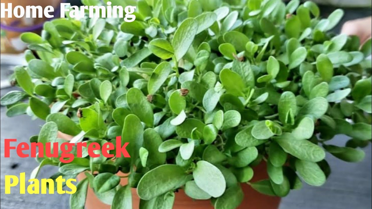 Methi plants home farming | fenugreek in a container | మెంతికూర ఇంట్లో ...