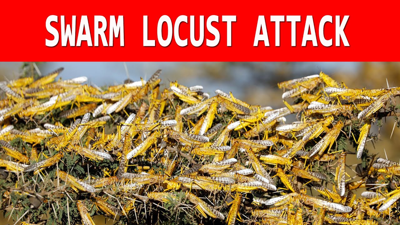 Swarm Locust Attack | टोळ किडींचा हल्ला - YouTube