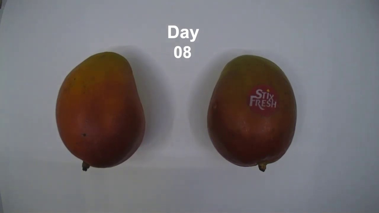 StixFresh 30 Day Mango Time Lapse - YouTube