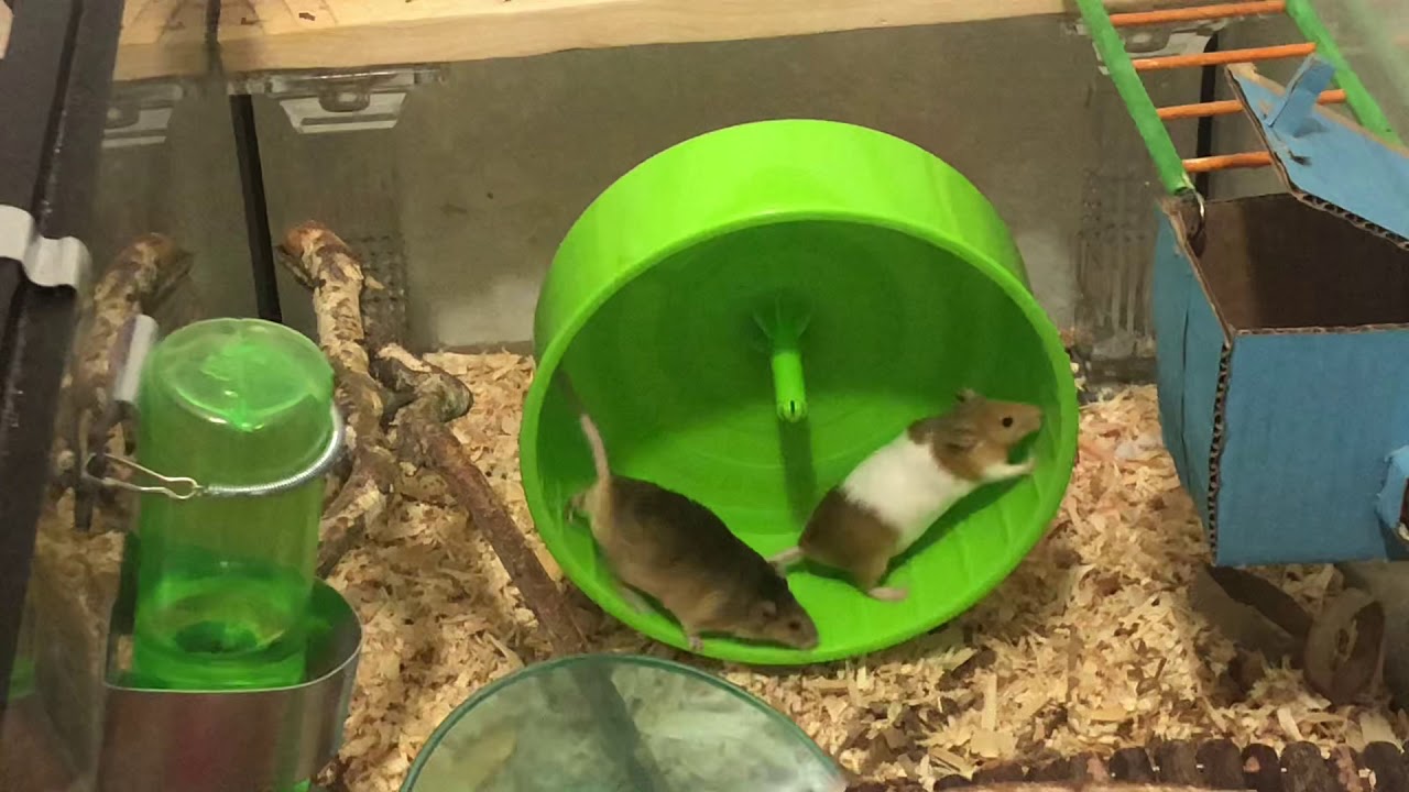 Mice running on wheel together - YouTube