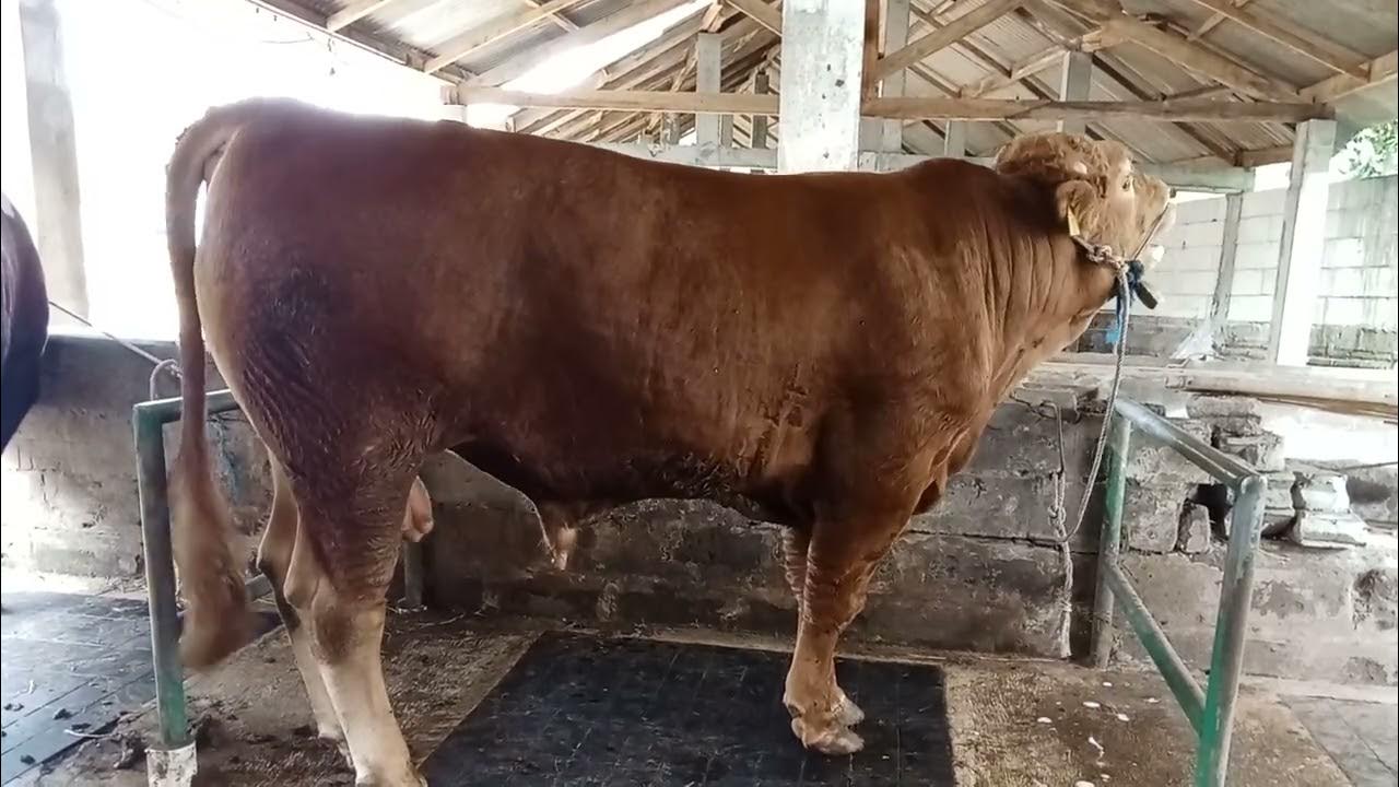 sapi limosin super - YouTube