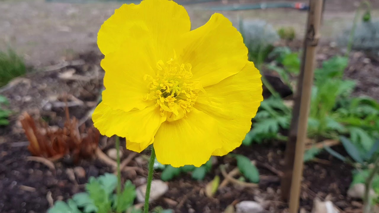 First Shirley Poppy of the Winter - YouTube