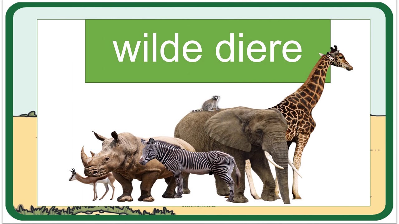 G1 Afrikaans wilde diere - YouTube