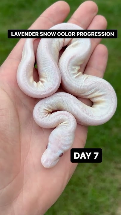LAVENDER SNOW BALL PYTHON COLOR TRANSFORMATION - YouTube