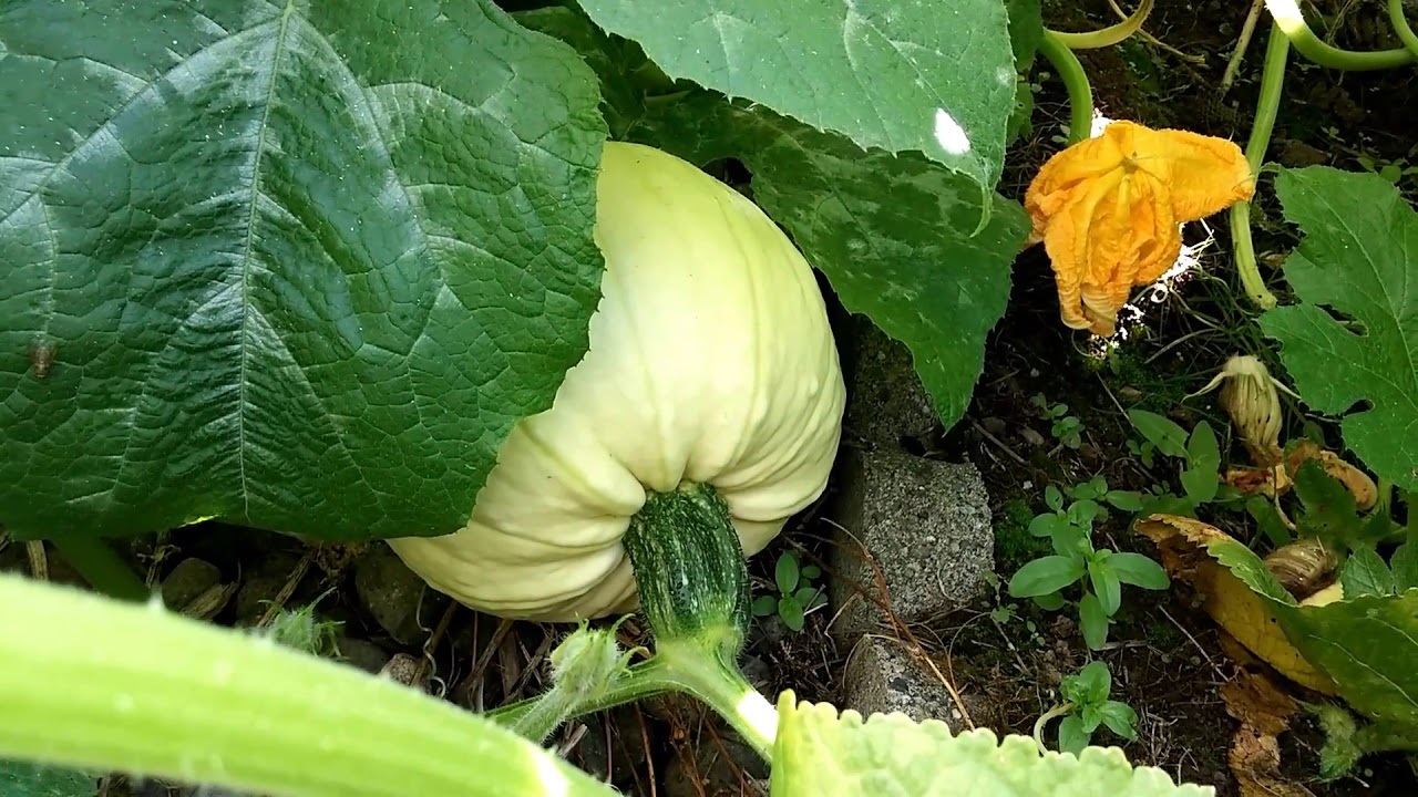 tanner garden 2017 - Part 8 Early Sept - Long Island cheese - YouTube